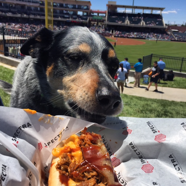 Blog About a Dog: Albuquerque Isotopes: Orbit Dog