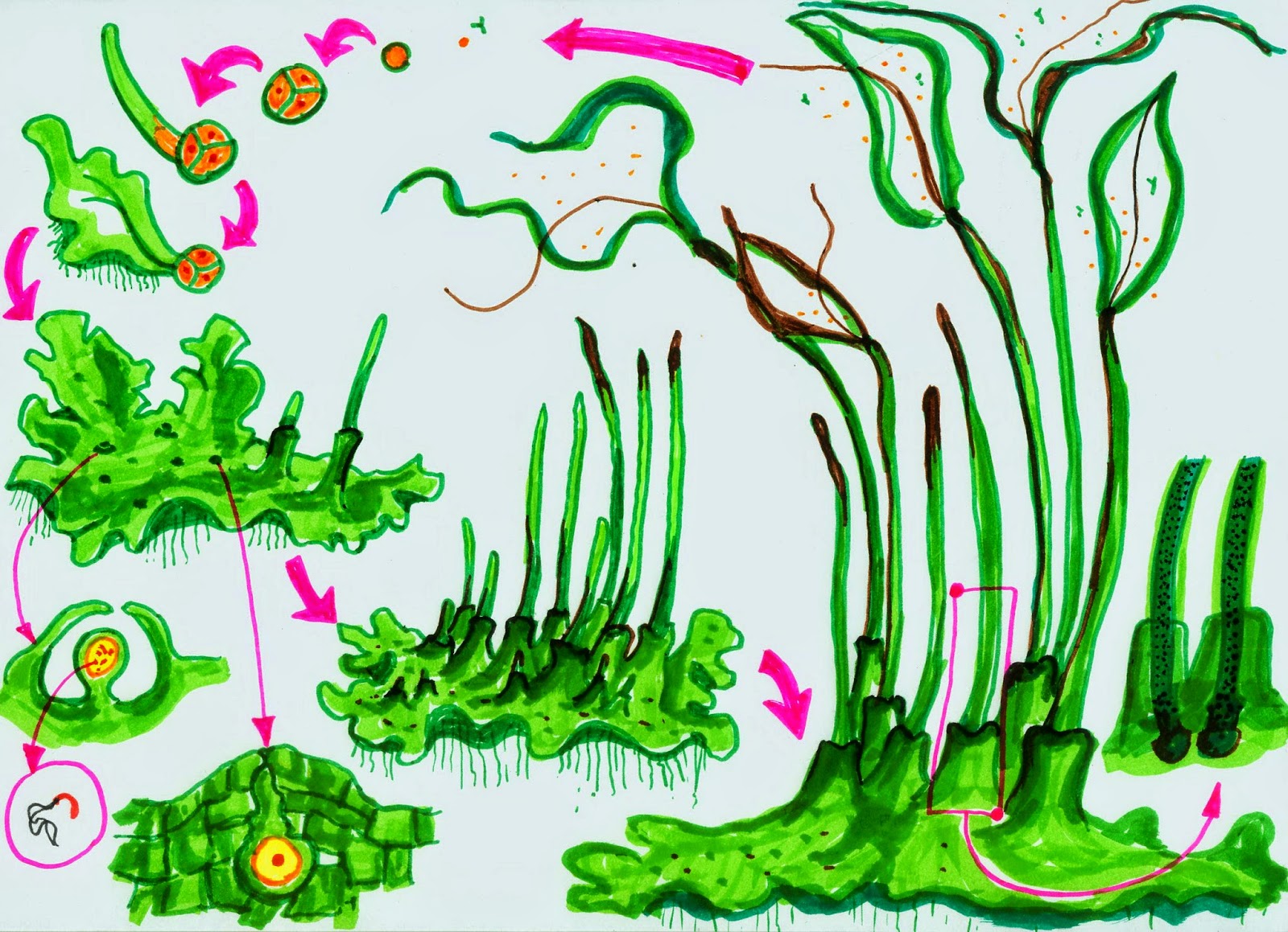 Embriofitas I: Reproducción ANTOCEROS