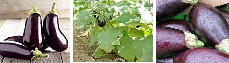 In en om die huis: Eiervrug / Egg plant /Aubergine / Brinjal