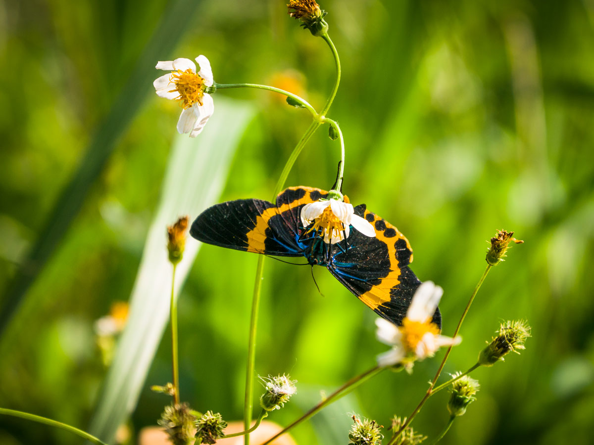 tower record: 在風中美麗搖曳的橙帶藍尺蛾_Milionia basalis (Moth)