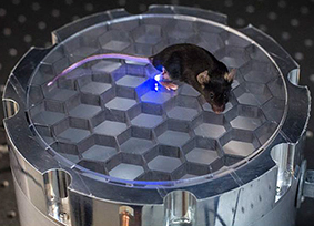 Le Cerveau de l'Enfant et de l'Adolescent: L'Optogénétique – La ...