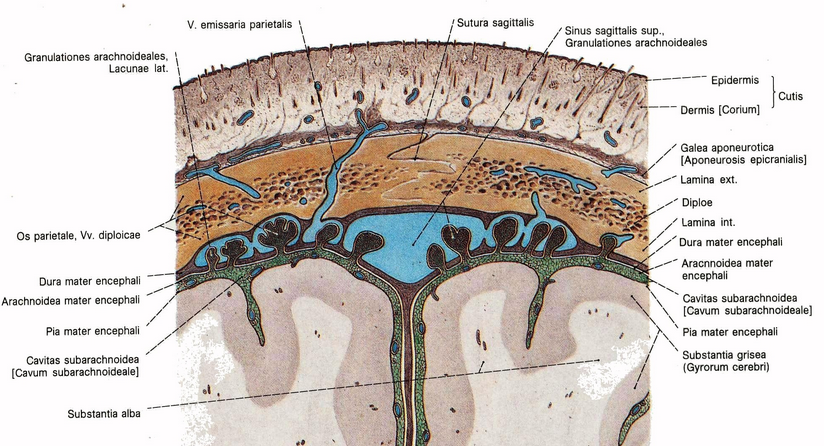 Anatomi Sistem Saraf Saraf Pusat (Part 1) ~ Patomedika