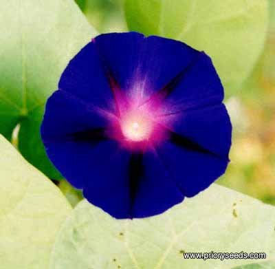 Happy Garden's: Morning Glory Bunga Yang Membuat Semangat