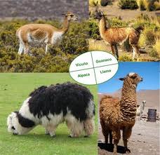 Sejarah, Budaya, dan Kuliner di Peru: Llama Hewan Khas Peru