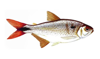 TMR FISHING ADVENTURE SHOP: LAMBARI