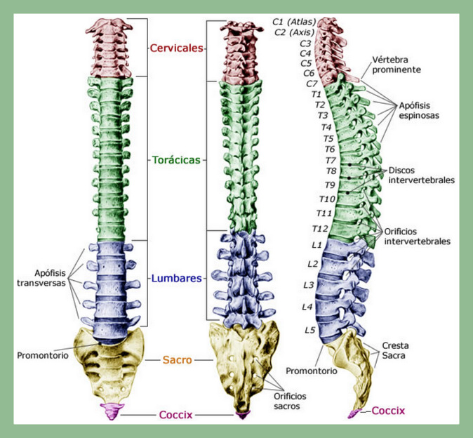 Biología - Bioquímica "Bachillerato Internacional": DIVISIÓN ÓSEA