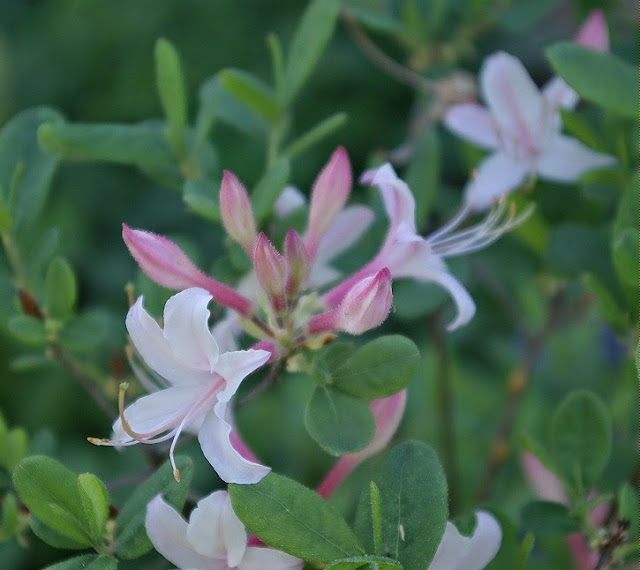 sweetbay: April 2010