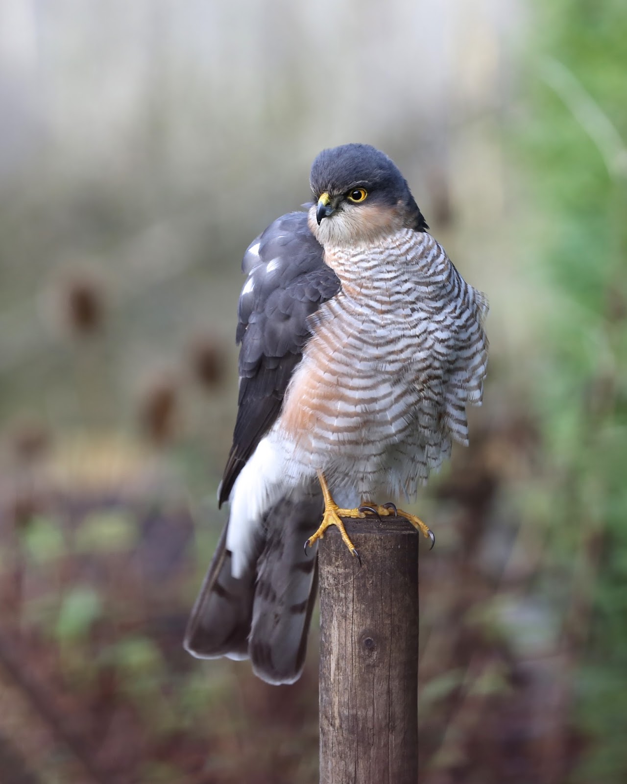TrogTrogBlog: Bird of the week - Sparrowhawk