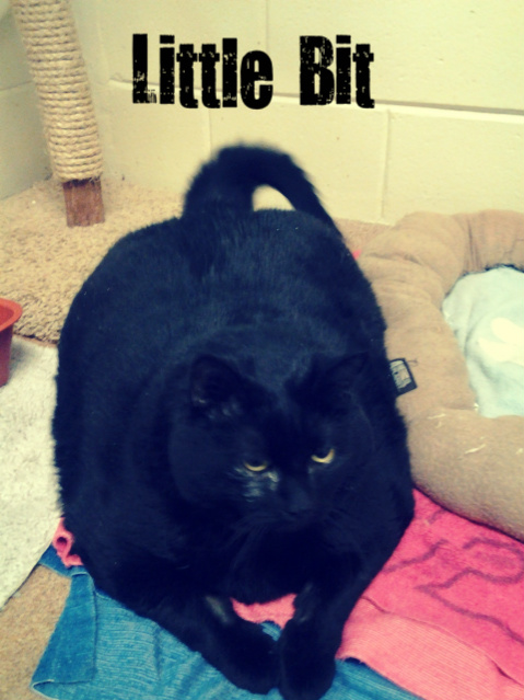 The Shelter Girl: Little Bit the 30 Pound Cat