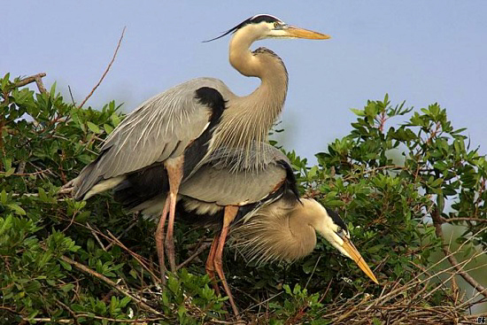 Bellas Aves de El Salvador: Ardea herodias (garza ceniza o azulada ...