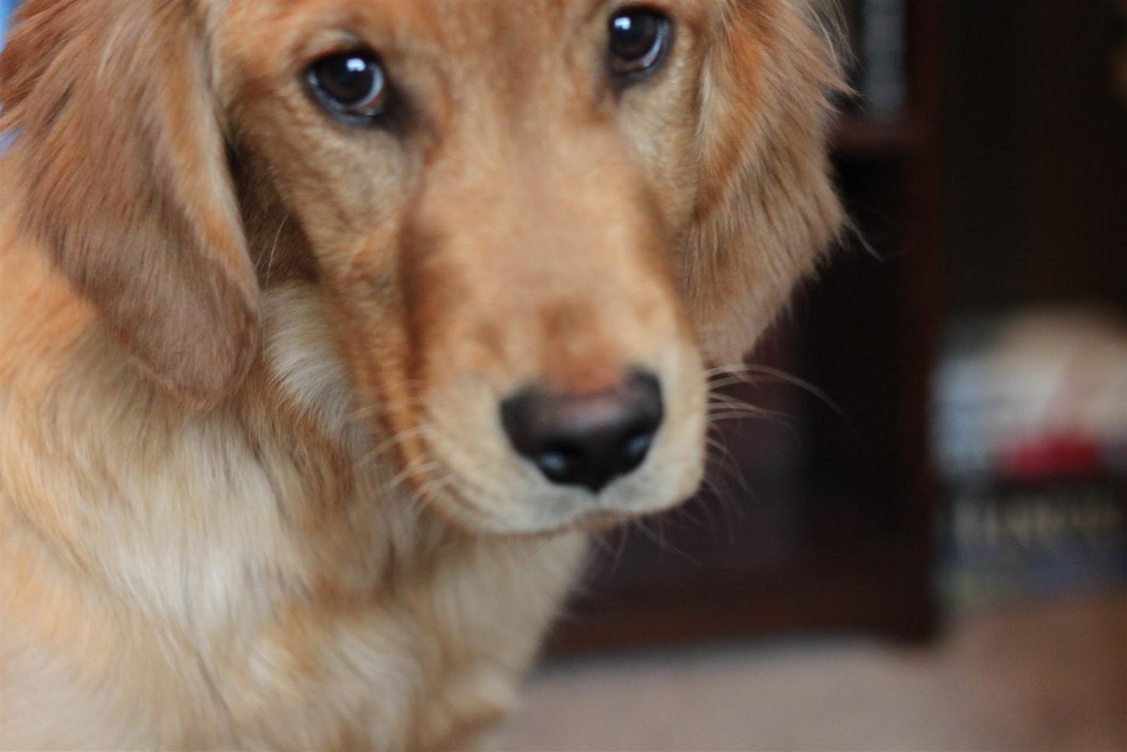 645 workshop by the crafty cpa: me: puppy photo shoot