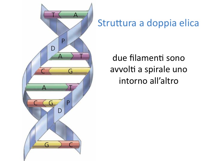 Prof. Andrea Mazzavillani: Struttura del DNA