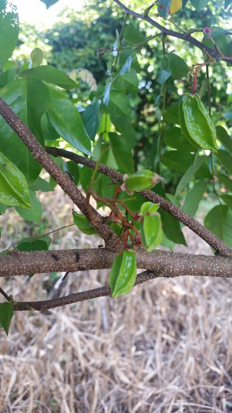 Warisan Petani: Pokok belimbing Besi.