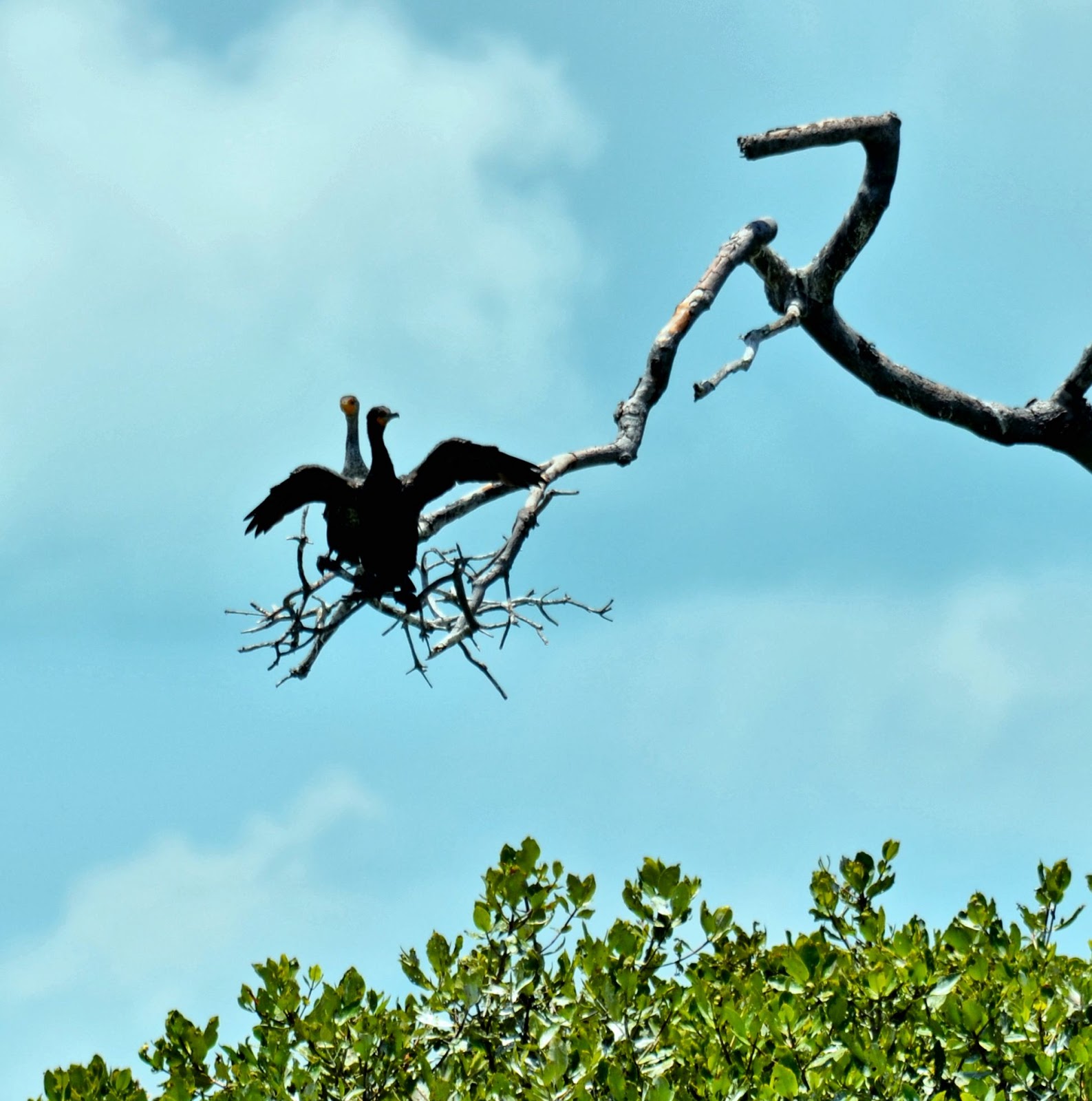 Bahama Bob's Rumstyles: Drifting from Duck Key to Fish Hawk Key