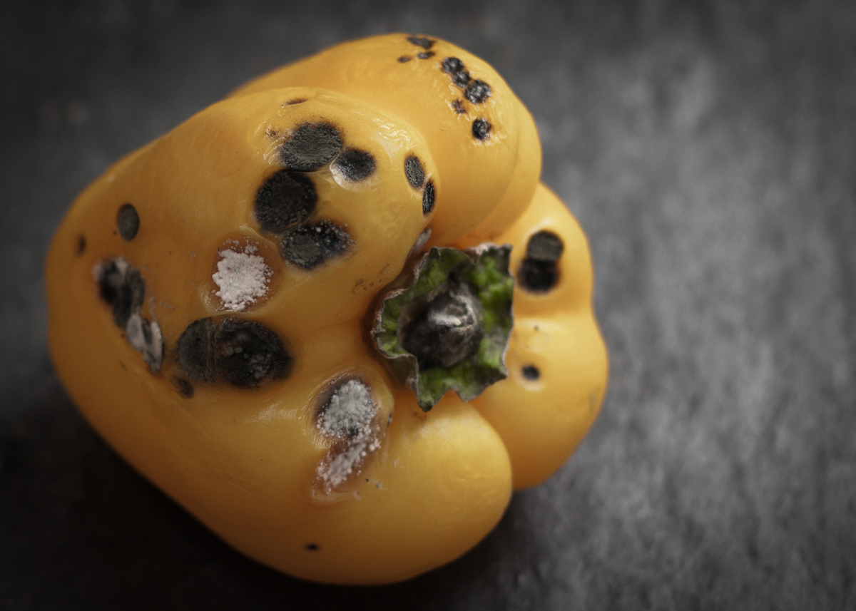 First Press of the Shutter: Decaying Pepper