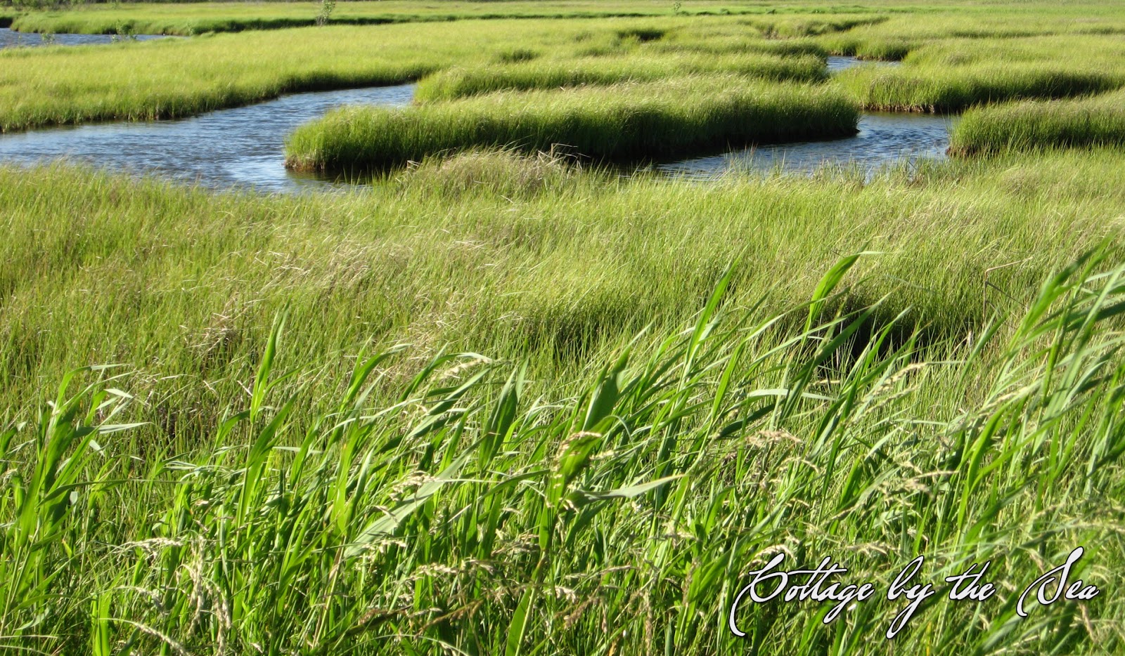 Cottage by the Sea : Summer in Bloom the cove and salt marsh