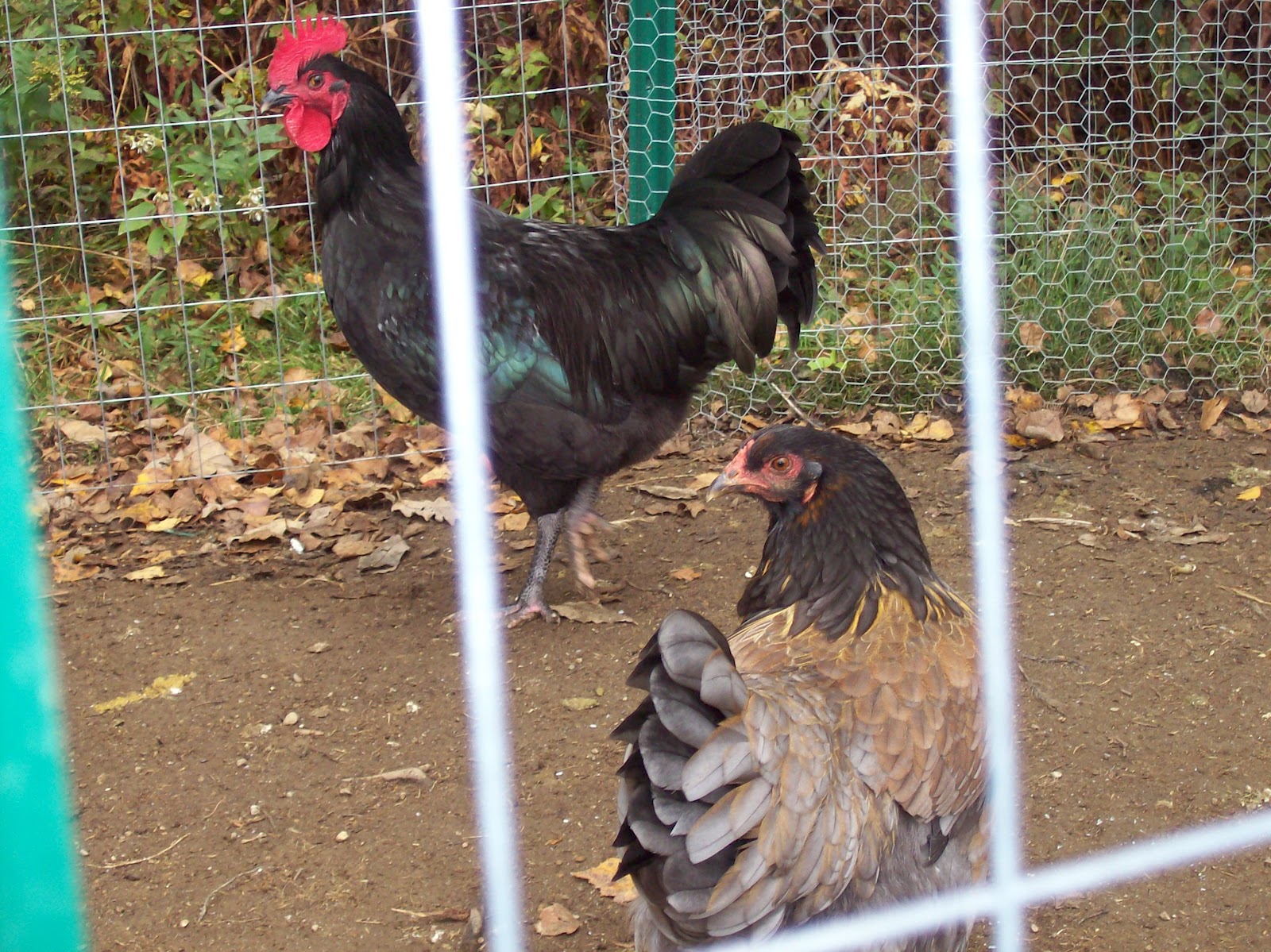 My Chicken And Egg Journal: They are 22 and 23 and half week old ...