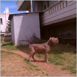 BANDOGFARM REGENCY MASTIFF FROM GREECE