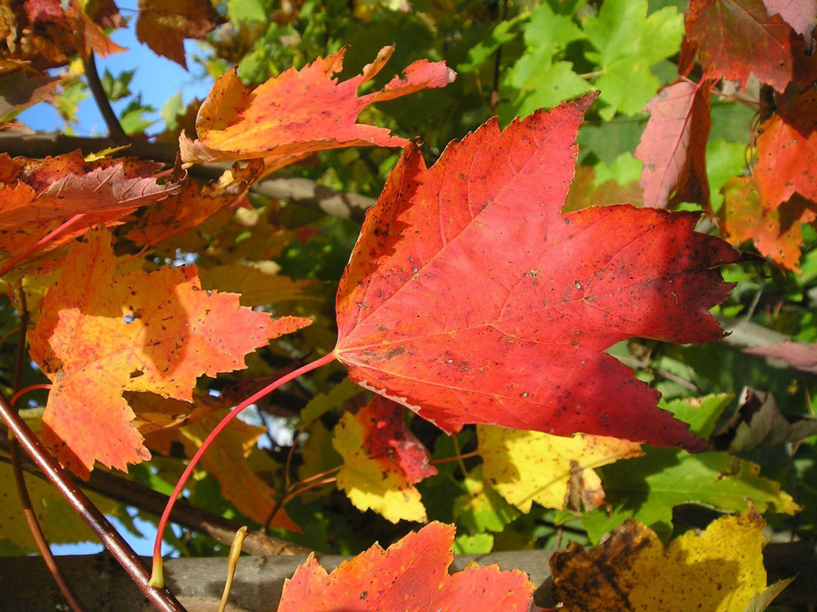 Only-Nature: Beautiful Autumn leaves Wallpapers