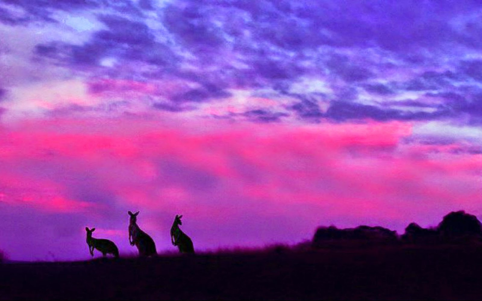 Kangaroo - HD Wallpapers | Earth Blog