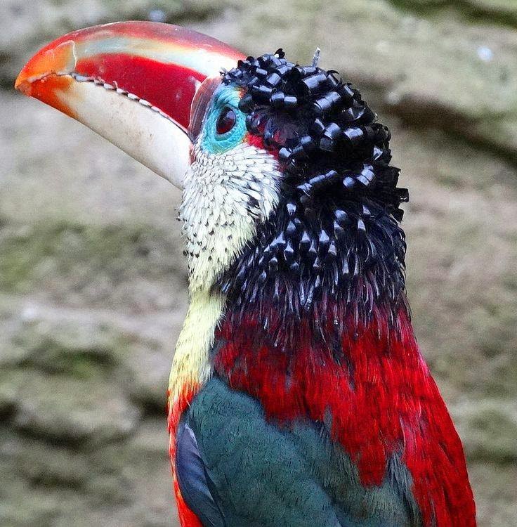Biologia-Vida: Araçari-mulato / Curl-crested Aracari (Pteroglossus ...