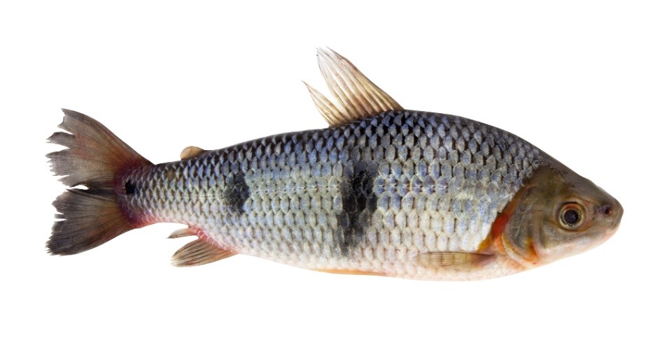 CEARÁ TILÁPIA: PIAUAÇU