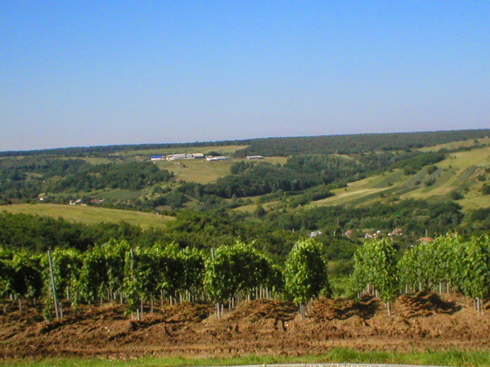 Mimi'z blog: Stage en Roumanie. Jour 3 : viticulture, agriculture et ...