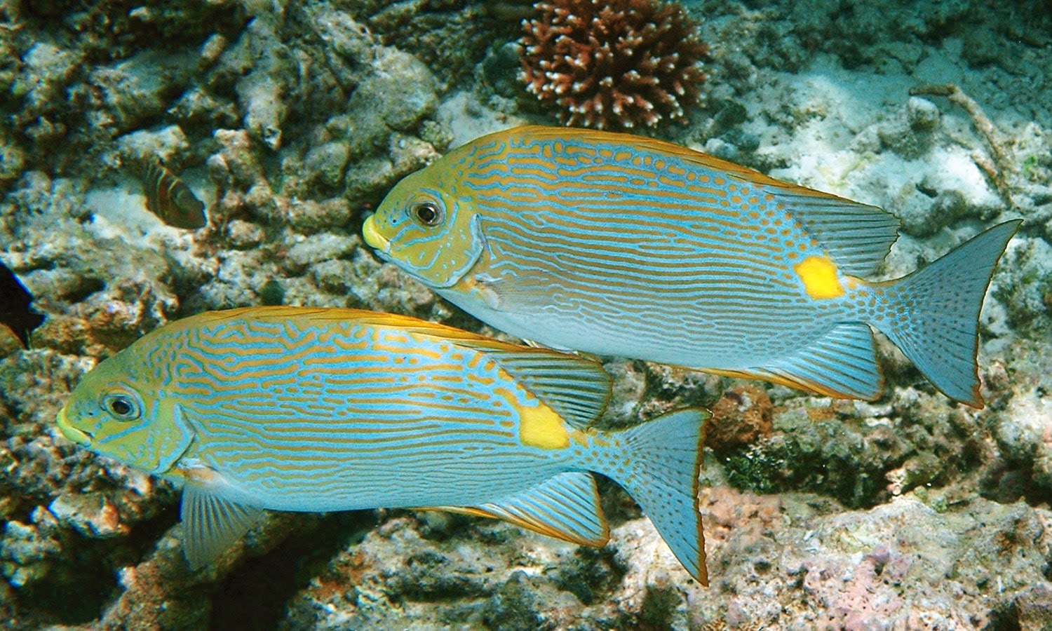 Species New to Science: [Ichthyology • 2014] Siganus insomnis • A New ...