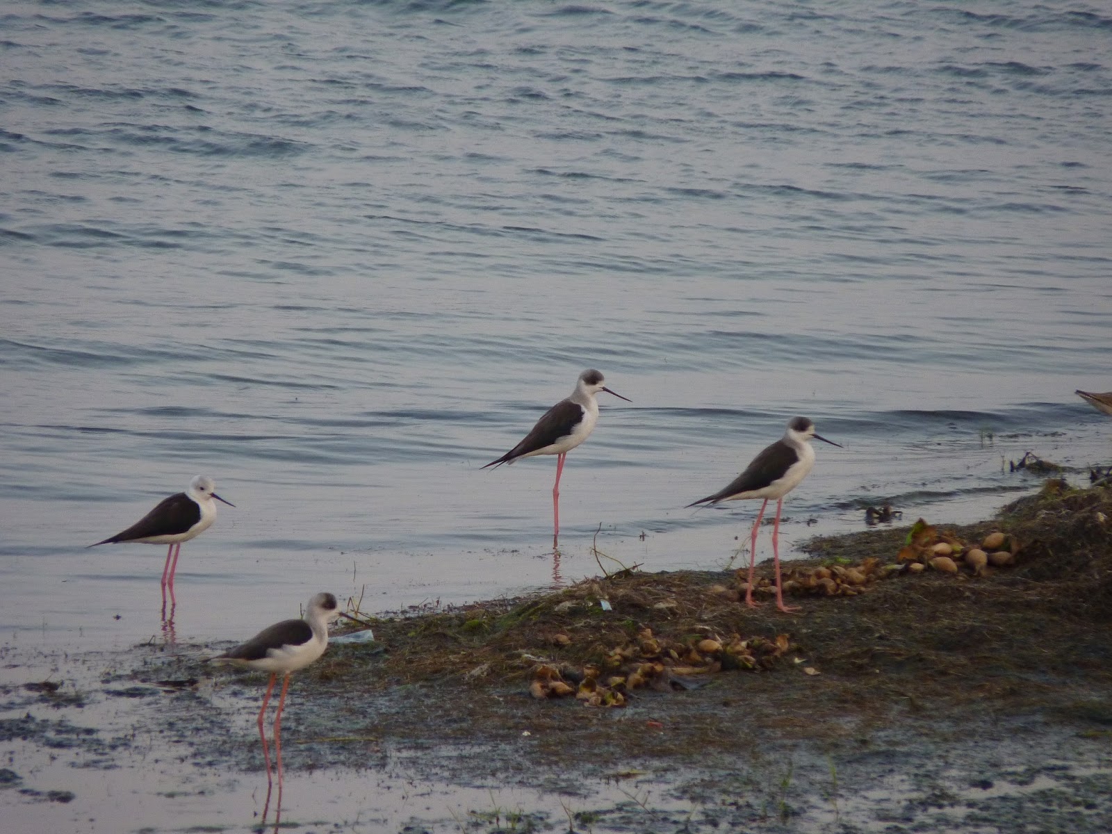 Winter Sojourn Of Migrating Birds,Chilika,Orissa | Delightful Destinations