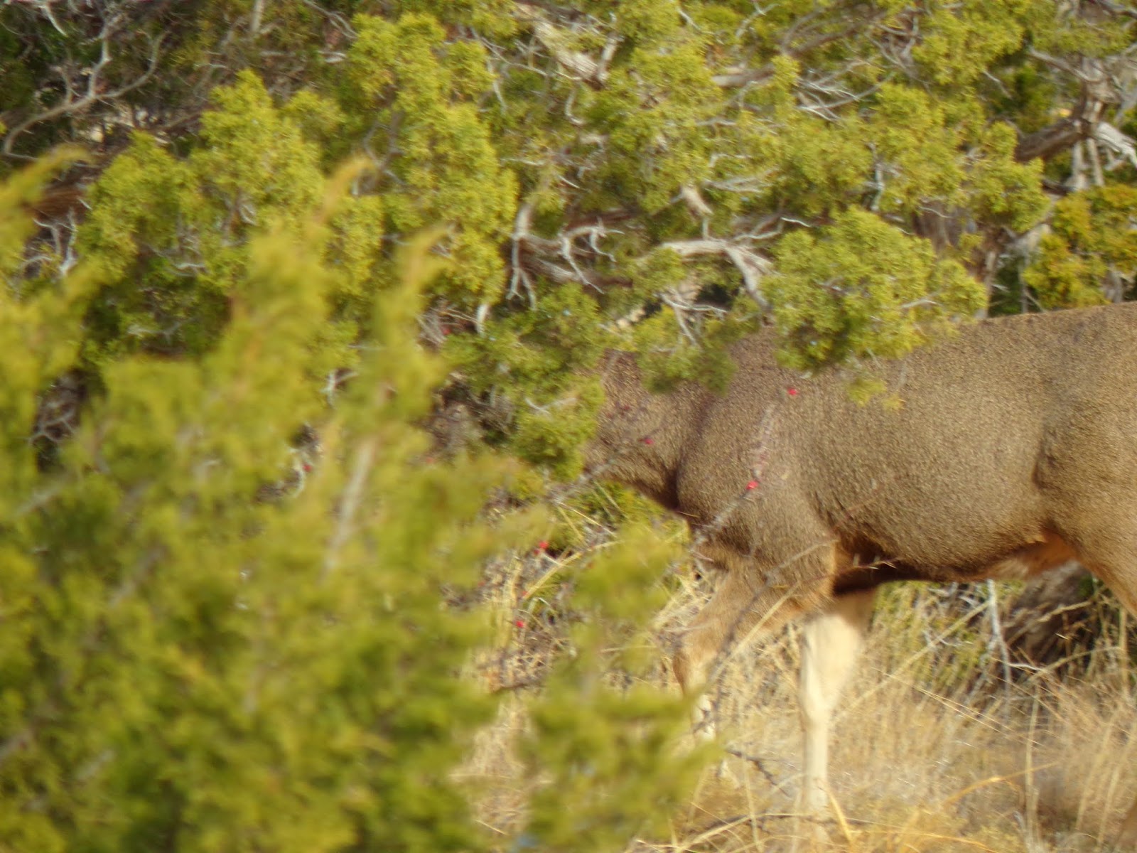 Sumner Lake State Park, Fort Sumner, New Mexico