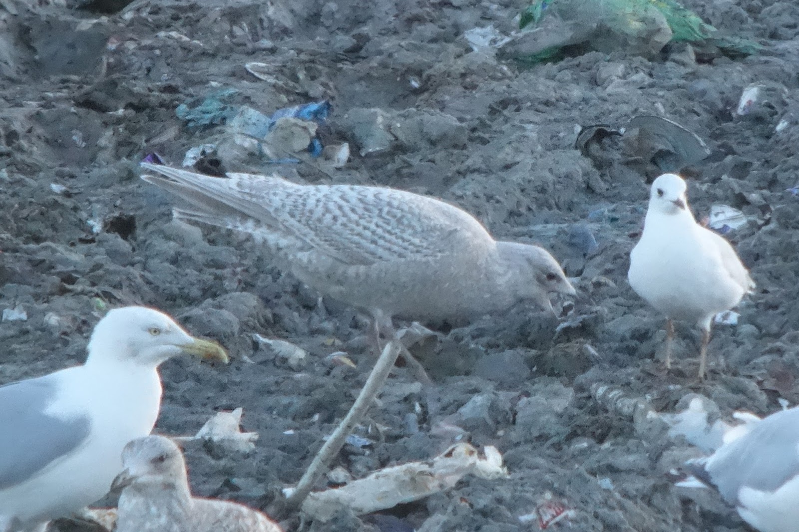 notbirding: Kumlien's Gull