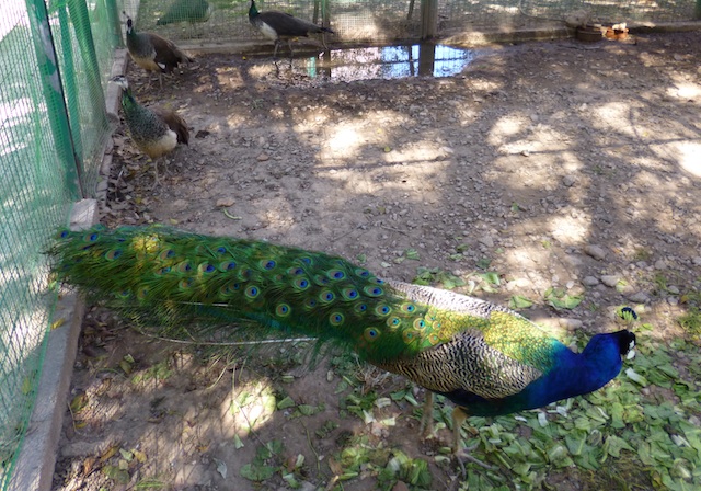 Zombie Parent's Guide: Chania Playground, Crete