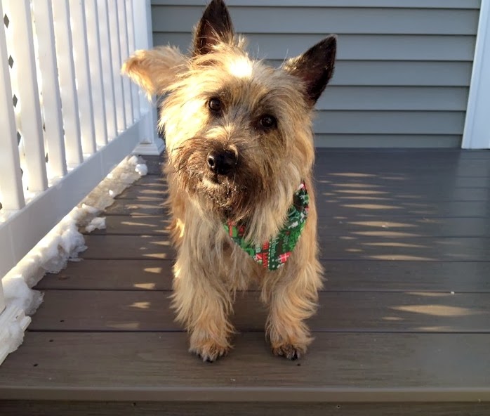 Col. Potter Cairn Rescue Network: Sunday Sweets