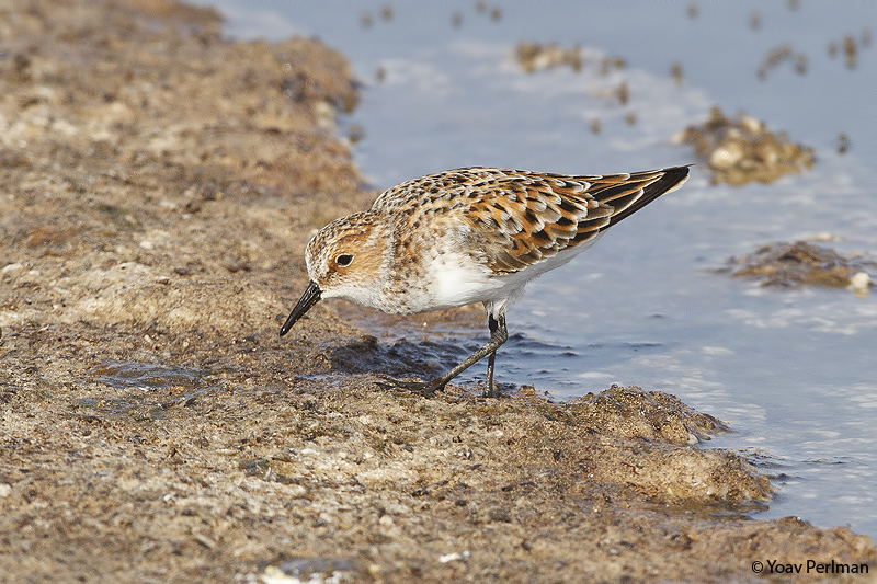 Yoav Perlman - birding, science, conservation, photography: Goodbye ...