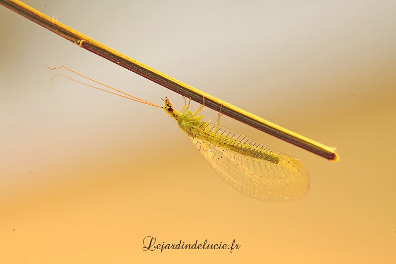 Chrysopa formosa: un précieux auxilaire dans la lutte contre les pucerons.