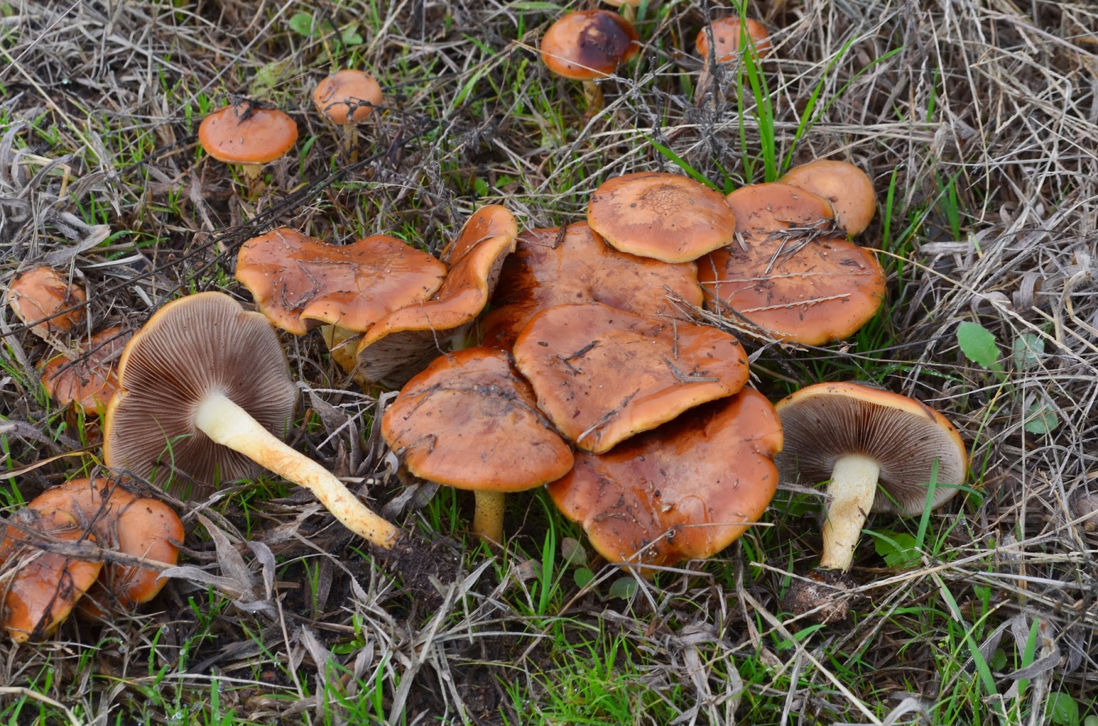 Setas Extremadura : Pholiota Higladensis- (P. Carbonaria)