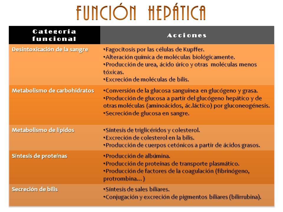 Fisiología - FACULTAD DE MEDICINA: Funciones del hígado