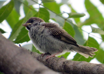 ARUNACHALA BIRDS: I can talk -- can you fly? Common Mynah