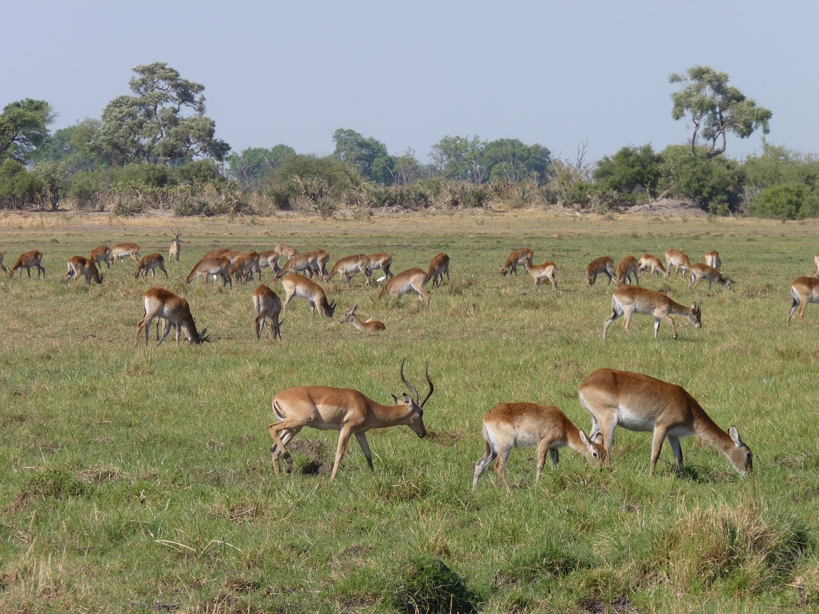 M&B in Afrika: Moremi South Gate bis Kalahari Bush Breaks