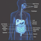 How does the Respiratory System Work?