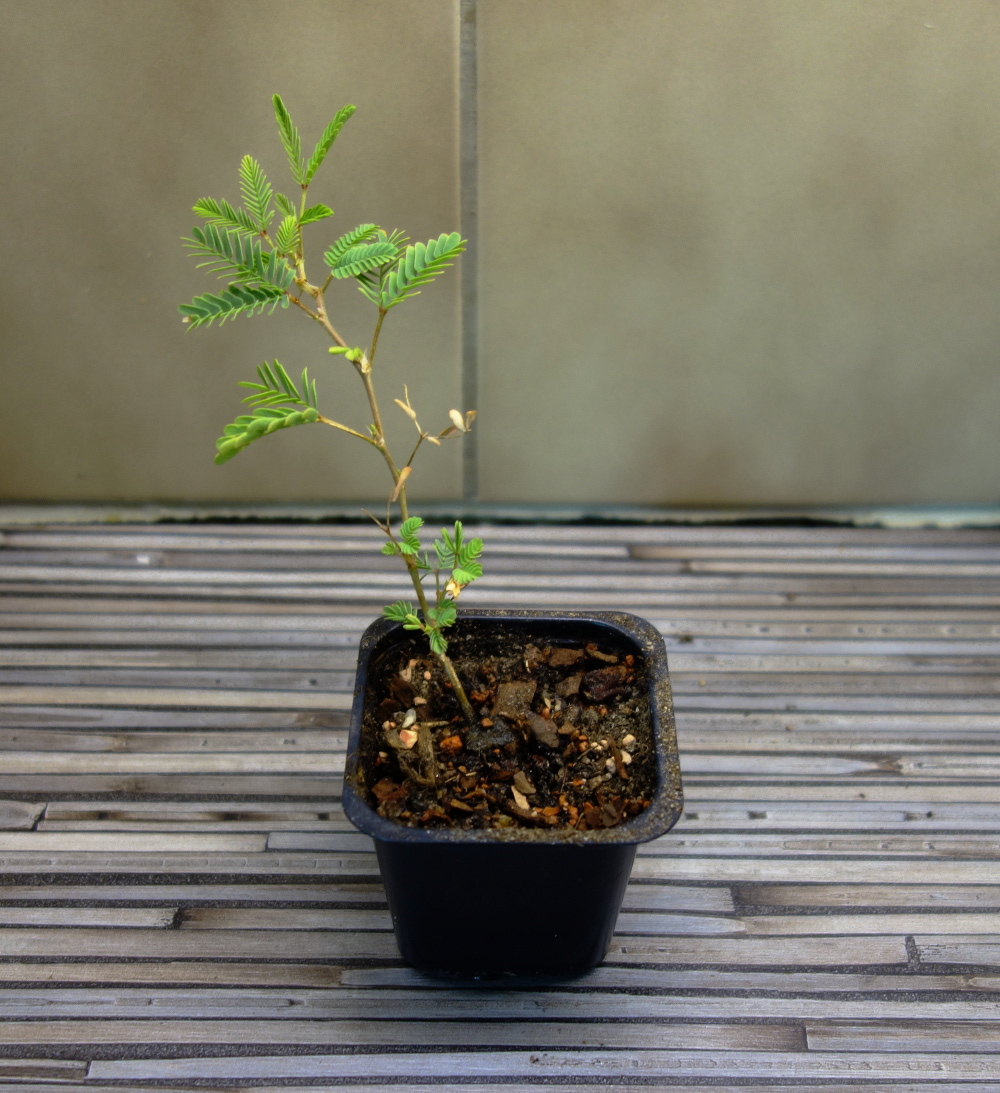 Saniaisten saattokoti: Hankintoja ja luopumisia