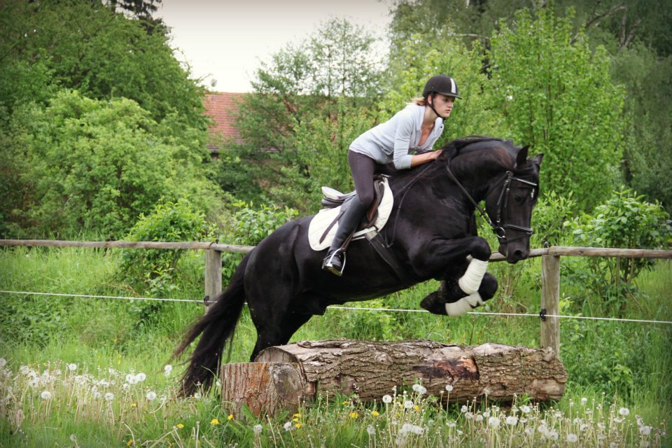 PFERDE & REITEN & TURNIERE : Springen