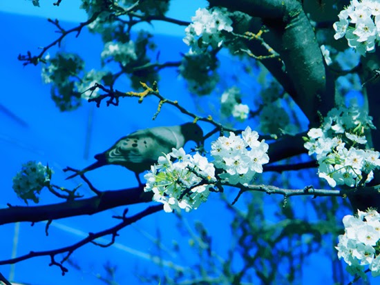 Contemporary Artists of California: Dreaming of Spring Bird Photography ...