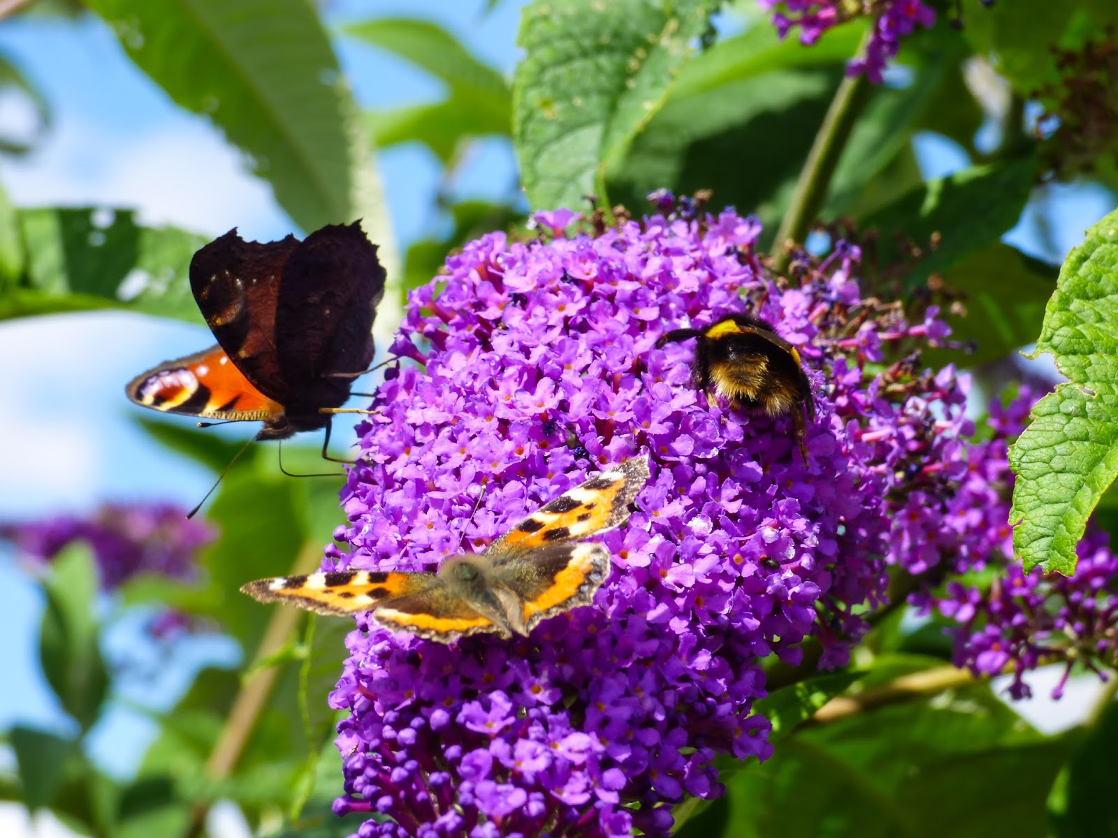 Our Plot at Green Lane Allotments: Flutterby bush
