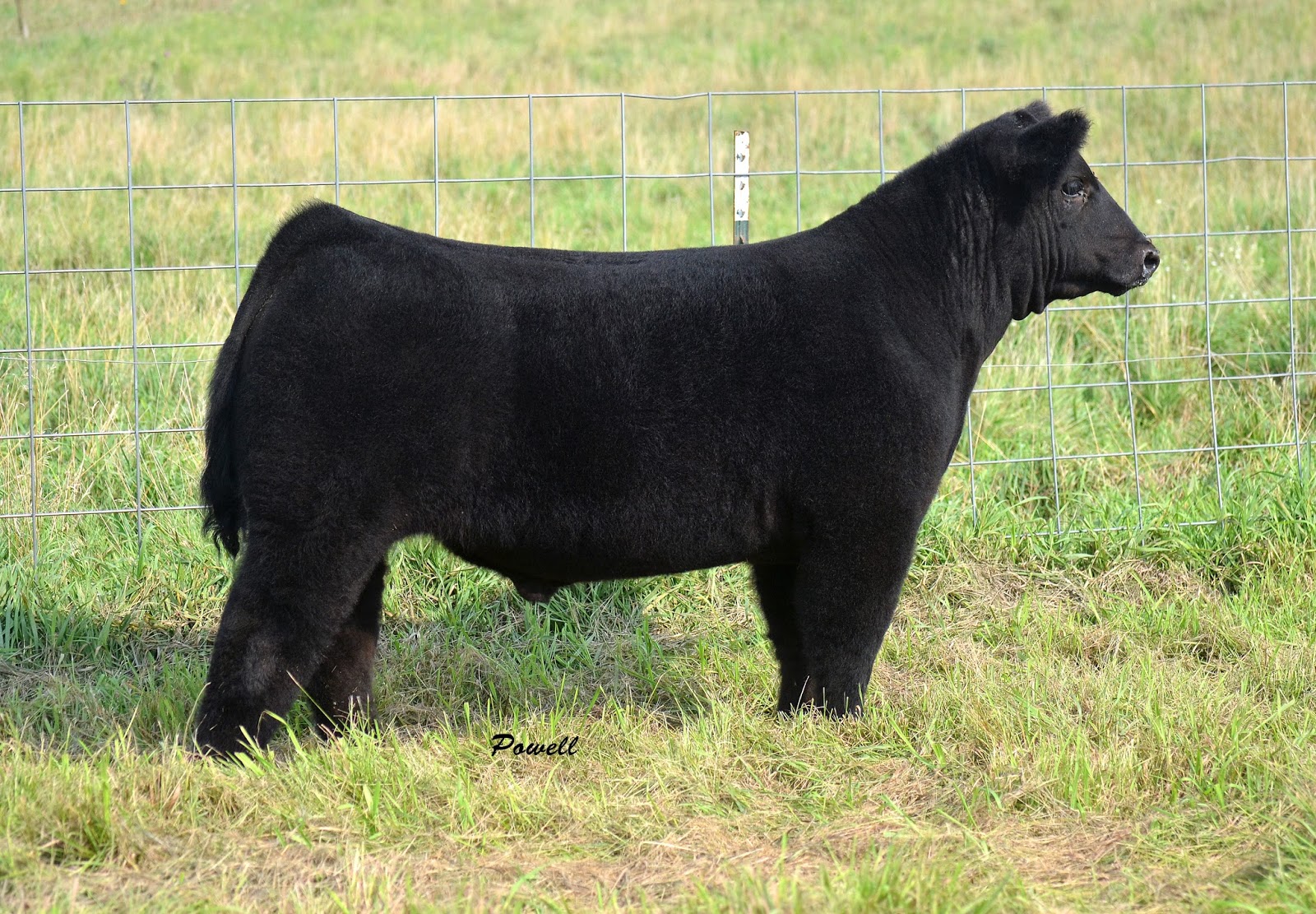 RCC Blog: FU MAN CHU steer Tag 9 Sells 9-14-15 @ Weaver Show Cattle ...