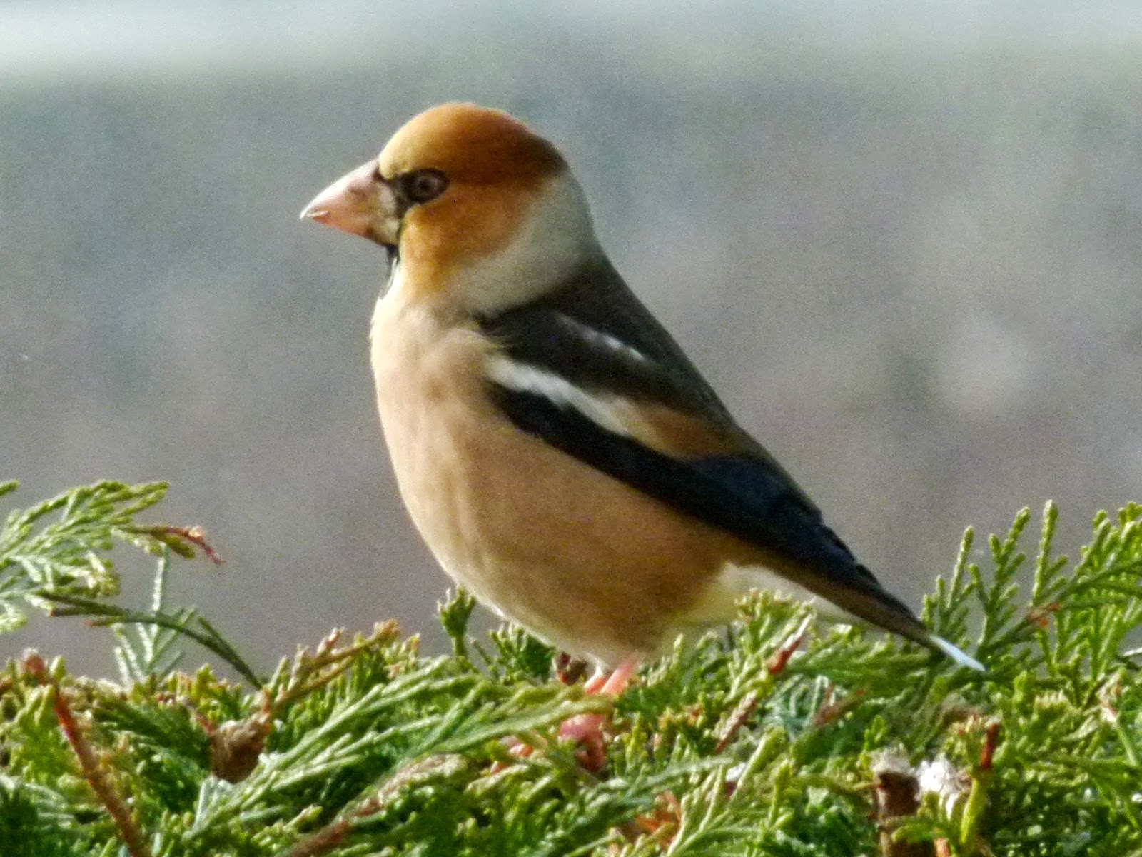 Faune Flore d'Ul: Gros bec -casse noyaux