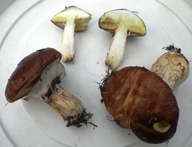 sieniopas: - - - - - Voitatti