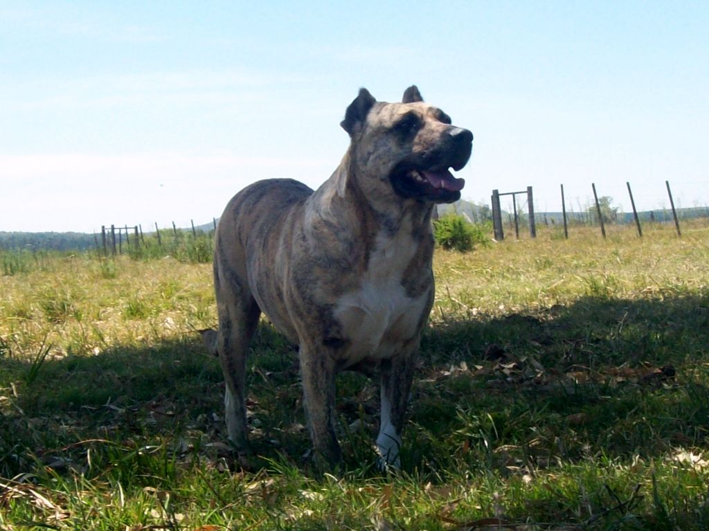 Cimarrones De Fierro