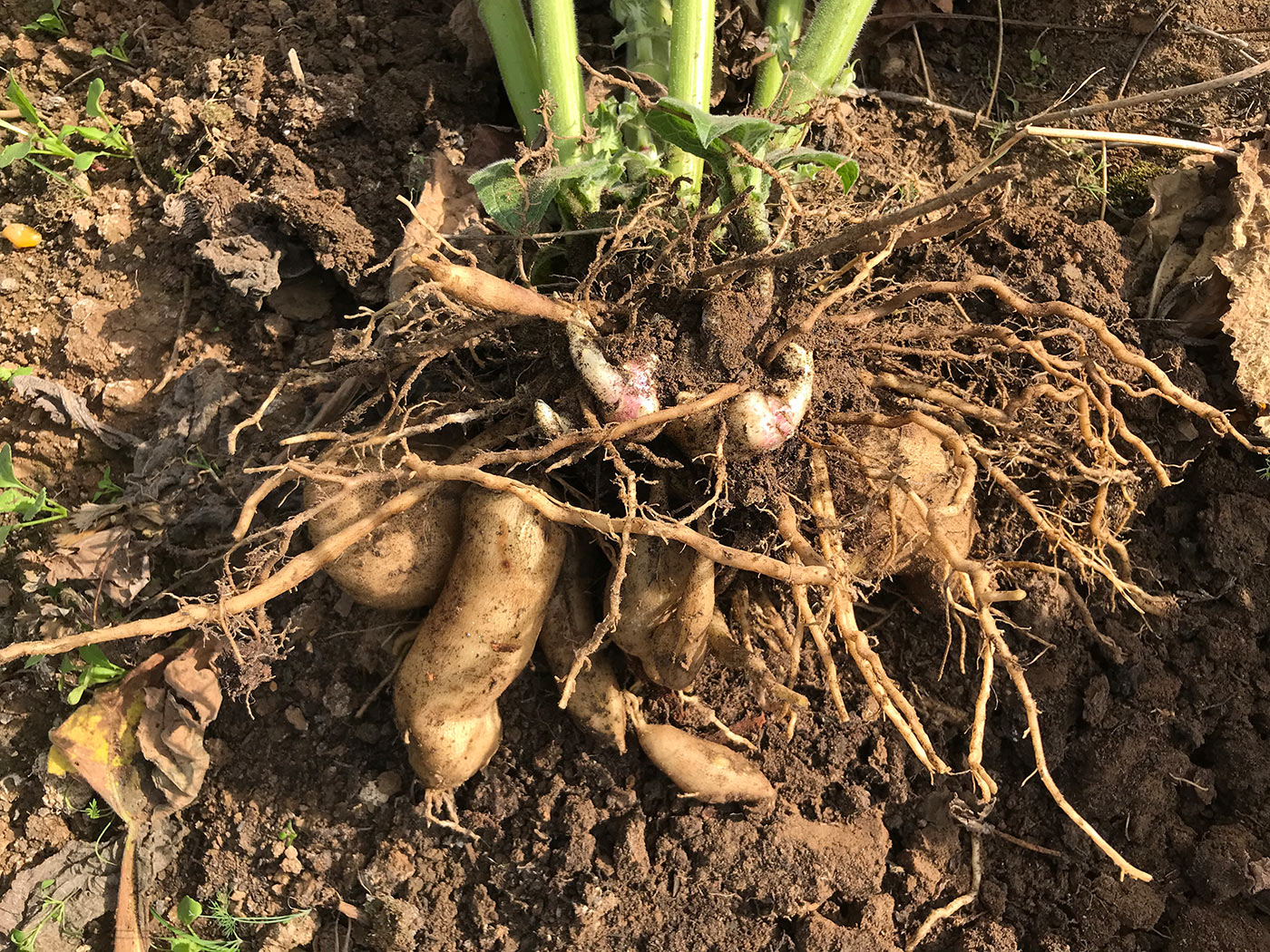 Gartenzone: Yakon, Polymnia sonchifolia, wieder was Neues