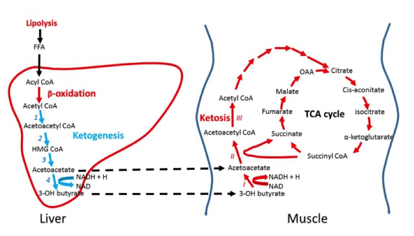 Starvation Ketosis: A Rare Cause of Metabolic Acidosis - Renal Fellow ...